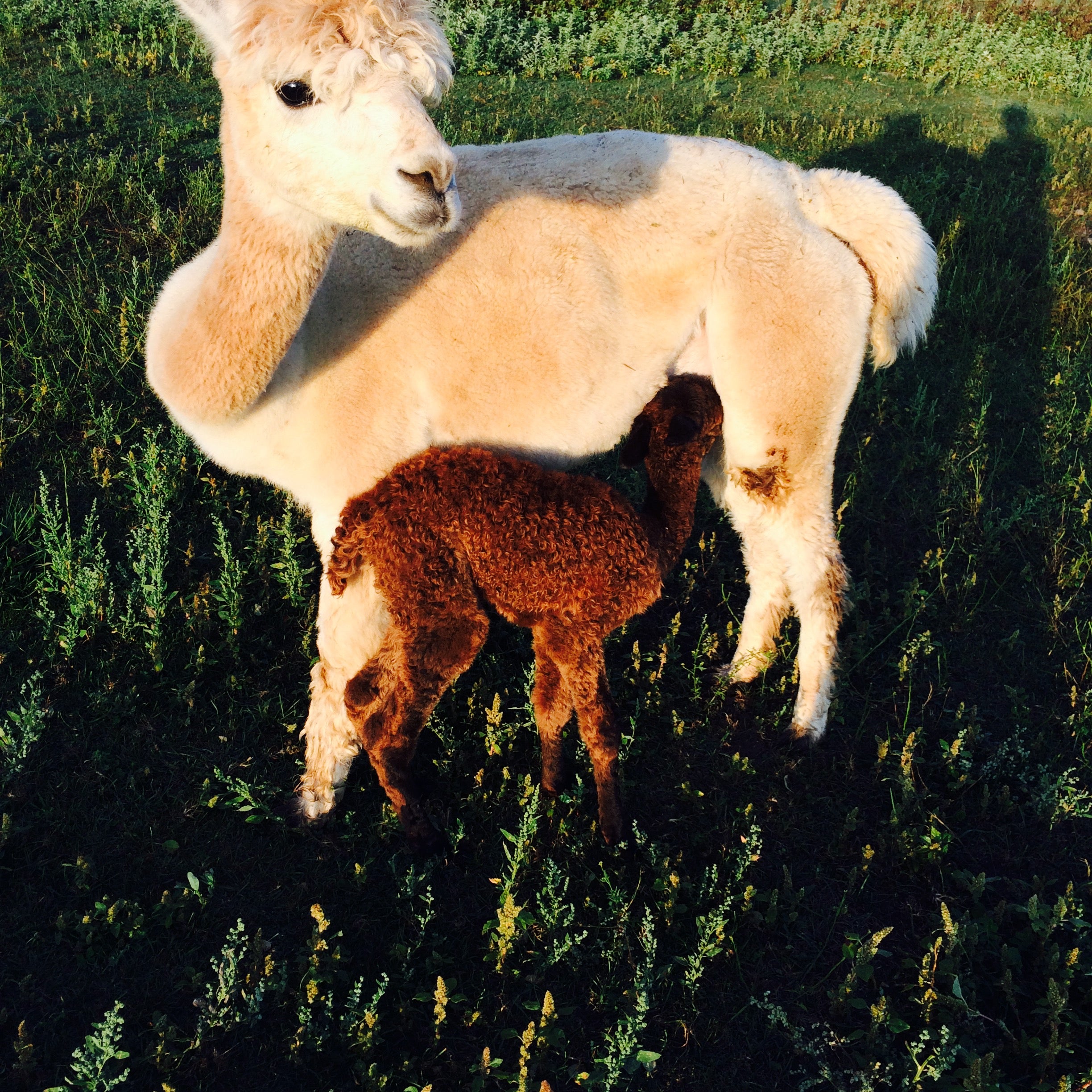 Contact Alpaca Tracks – Alpaca-Tracks